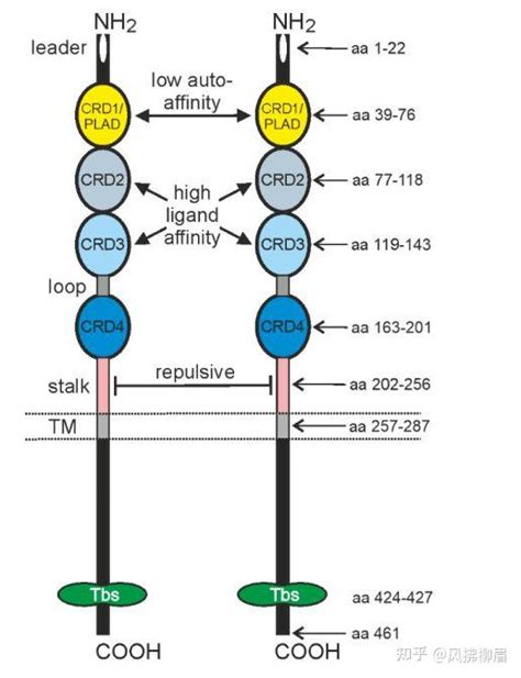 Tnfr