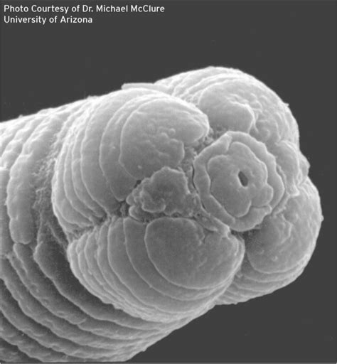Sting Nematode Pace Turf Photo Gallery