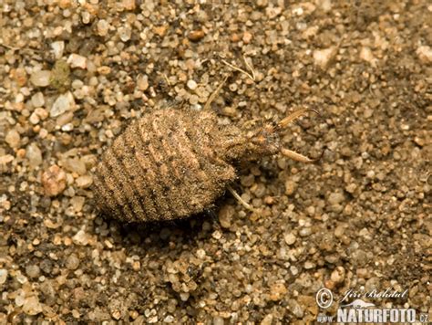 Antlion Photos Antlion Images Nature Wildlife Pictures Naturephoto