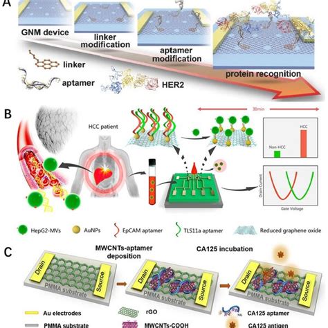 Tumor‐related Biomarkers Detection A Schematic Of The Fabrication