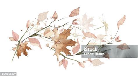 흰색에 수채화 꽃 녹지 배열 빨간색 부르고뉴 갈색 가을 야생 가지 단풍 나무 잎과 나뭇 가지 0명에 대한 스톡 벡터 아트 및 기타 이미지 Istock