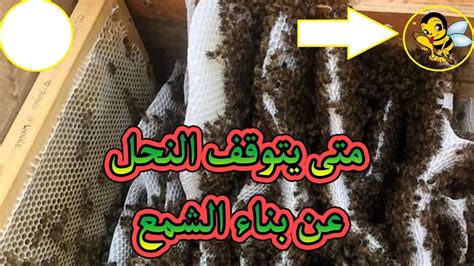 هل مازال النحل يبني شمع الأساس في هذا الوقت أو لا ؟ Youtube