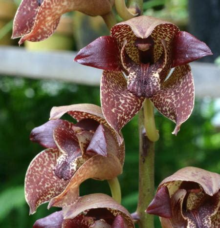 Grammatophyllum stapeliiflorum グラマトフィラムスタペリィフロラム世界のラン科植物