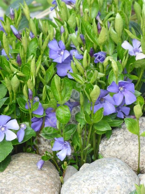 Барвинок малый, Vinca minor