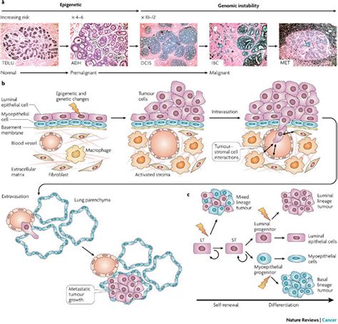 2009 winter project week tumor microenvironment namic wiki