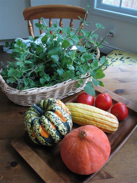Harvesting Catnip A Little Guide Cat Opedia