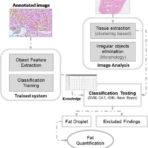 Flowchart Of The Classification Procedure Download Scientific Diagram