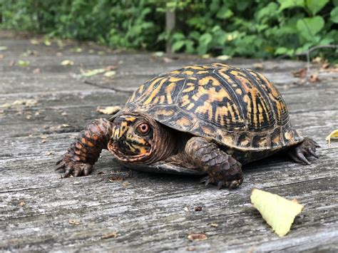 Common Box Turtle Fictionrulezforever Wiki Fandom