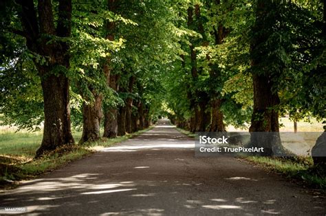 숲 속의 Tilia Cordata 나무를 통과하는 산책로 차선 경로 아름다운 골목 공원의 도로 0명에 대한 스톡 사진 및 기타