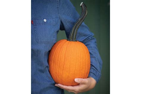 Pipsqueak Pmr F1 Pumpkin Seed Seedsday