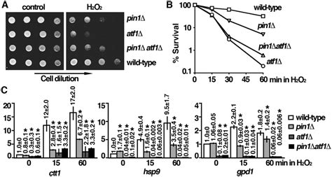 Pin1 Mutant Is Defective In Oxidative Stress Induced Transcription A Download Scientific