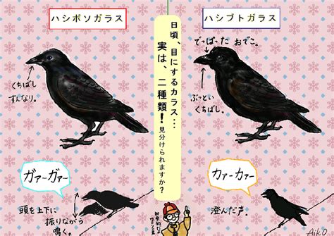 カラスの鳴き声 科学実験データ科学実験データベース公益財団法人日本科学協会