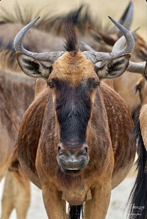 Gnu Artofit