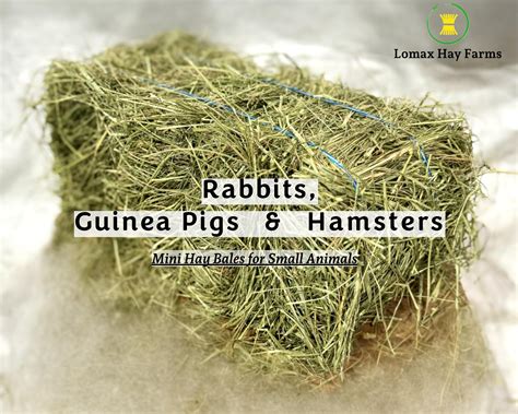 Teff Grass Hay Lomax Hay Farms