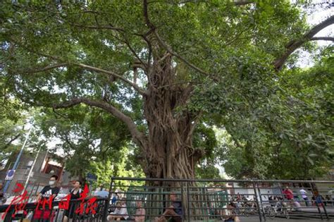 黄村有一棵三百多年的古树