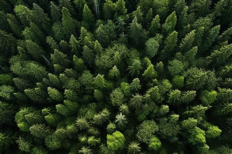 Fotografía De Drones Forestales Foto Premium