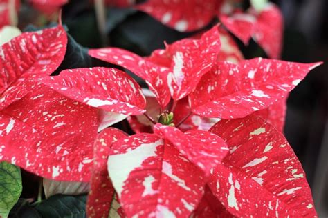 How To Propagate Geraniums Very Easily From Stems Cuttings Global