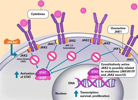 New Jak Inhibitor Hits Rheumatoid Arthritis Targets News Medex
