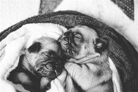 Daisy Baby Photography Newborn Pug Puppies Daisy Baby Photography