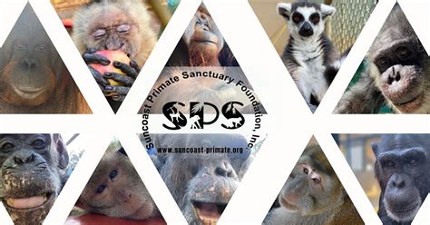 Suncoast Primate Sanctuary Advice 2026 All You Must Know Before You