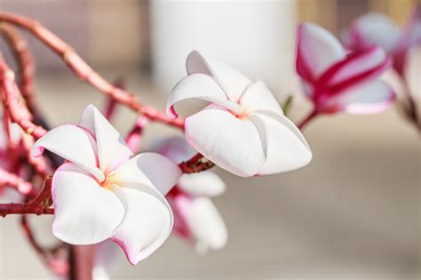 아름 다운 감 미로 운 노란 Plumeria 꽃 녹색 잔디 배경 텍스처에 피 갈색에 대한 스톡 사진 및 기타 이미지 갈색