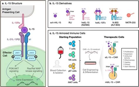 Interleukin 15 In Cell Based Cancer Immunotherapy