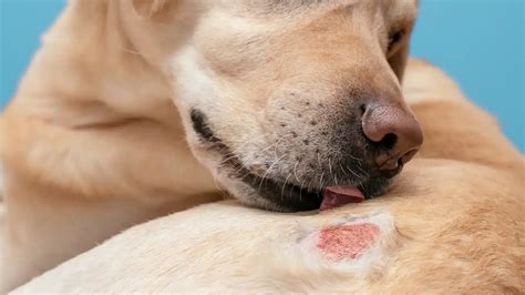 Comment reconnaître et traiter la dermatite atopique chez le chien