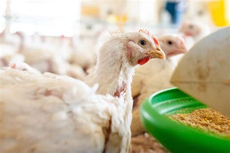 Fighting Necrotic Enteritis And Winning Poultry World