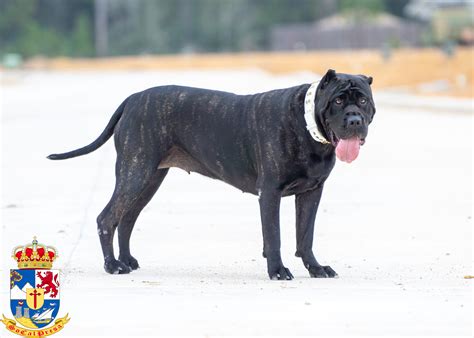 Bruja Black Brindle Presa Canario Female Socalpresa Top Rated
