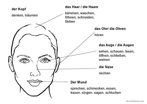 Der Kopf Verben Nich Deutsch Daf Powerpoints