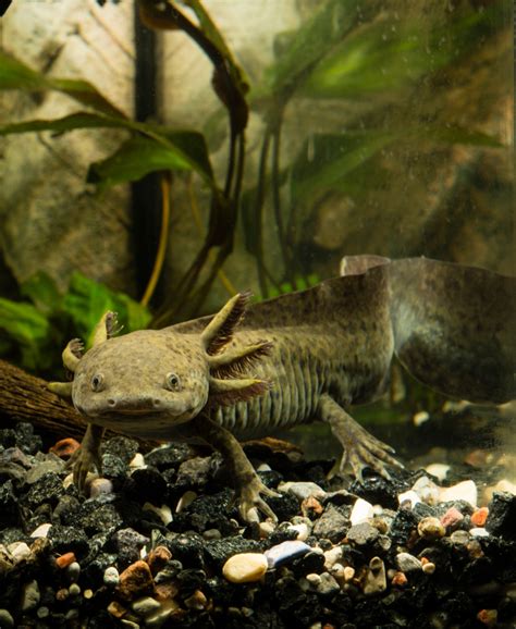 Axolotl Aquarium Decor At Amy Macartney Blog