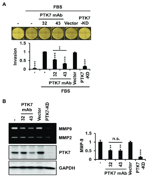 Ptk7 Mabs Reduce Cell Invasion And Mmp 9 Secretion In Kyse 30 Cells