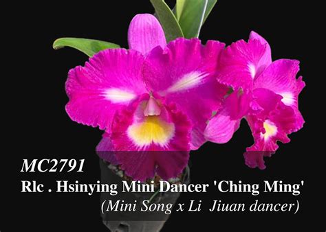 Rlc Hsinying Mini Dancer Ching Ming Mini Song X Li Jiuan Dancer