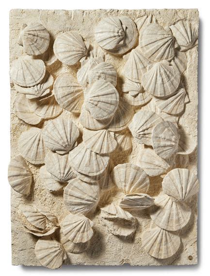 Unknown Mural Of Fossilized Giant Scallop Shells Mutualart