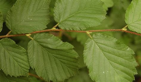 Corylus Cornuta Fall Plants Native Plants Native Garden