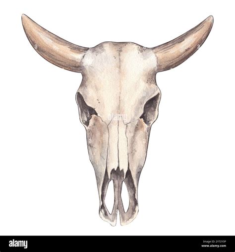 Bull Skull With Horns Watercolor Hand Drawn Illustration Of Cow