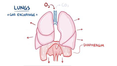 Crepitus What Is It Causes How It S Assessed And More 43 OFF