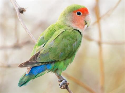 Types Of Lovebirds Chart Featherland Bird Cage