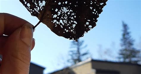 I Found A Pretty Cool Decomposing Leaf While Gardening Today Album On Imgur