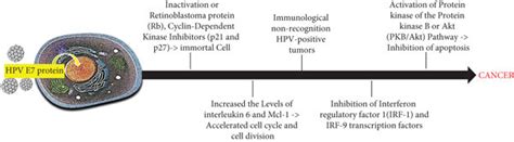 Integration Of Hpv Dna Into The Host Genome Leading To E7 Download