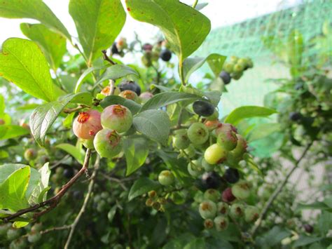 ブルーベリーの季節 遠藤環境農園