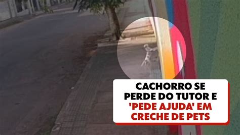 Vídeo Cachorro se perde do tutor e pede ajuda em creche para pets Espírito Santo G