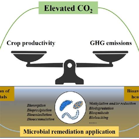 The Trade Offs In The Application Of The Microbial Remediation Approach Download Scientific