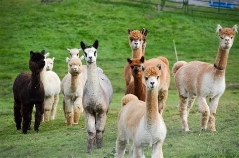 Alpaca Breed Farm Investing In Paradise A Comprehensive Guide To