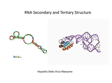 Ppt Chymotrypsin Powerpoint Presentation Free Download Id 2589648