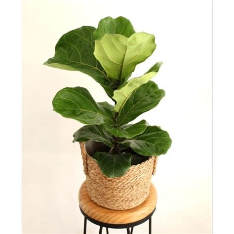 Jual Tanaman Ketapang Biola Biola Cantik Ficus Lyrata Ukuran 50cm Shopee Indonesia