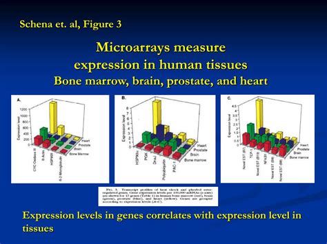 Ppt Parallel Human Genome Analysis Microarray Based Expression