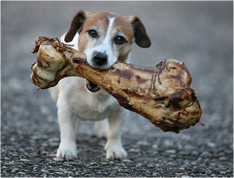 Can Dogs Eat Bones Heres What People Get Wrong About Dogs And Bones