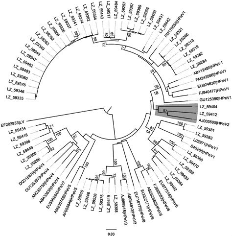 Nucleic Acid Phylogenetic Tree Based On The Vp3 Vp1 Conjunction Region
