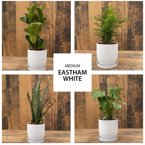 Eastham White Urban Tropical Collection Med Terra Greenhouses